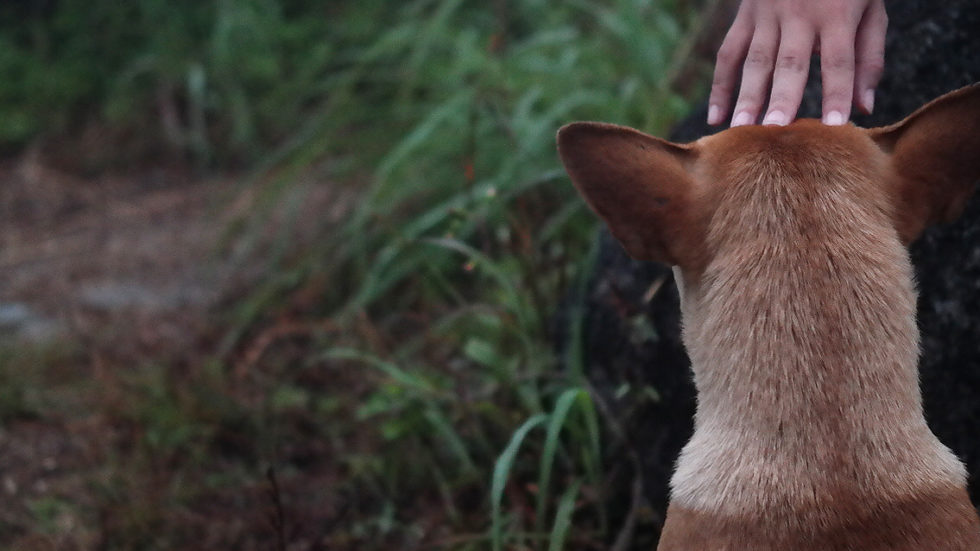 Study: The Perception and Evaluation of Animals - Brenda de Groot