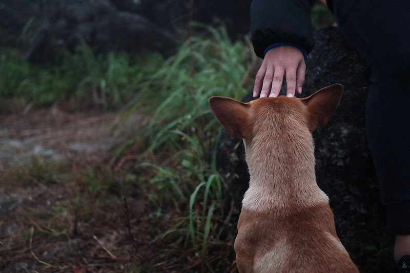 Study: The Perception and Evaluation of Animals - Brenda de Groot